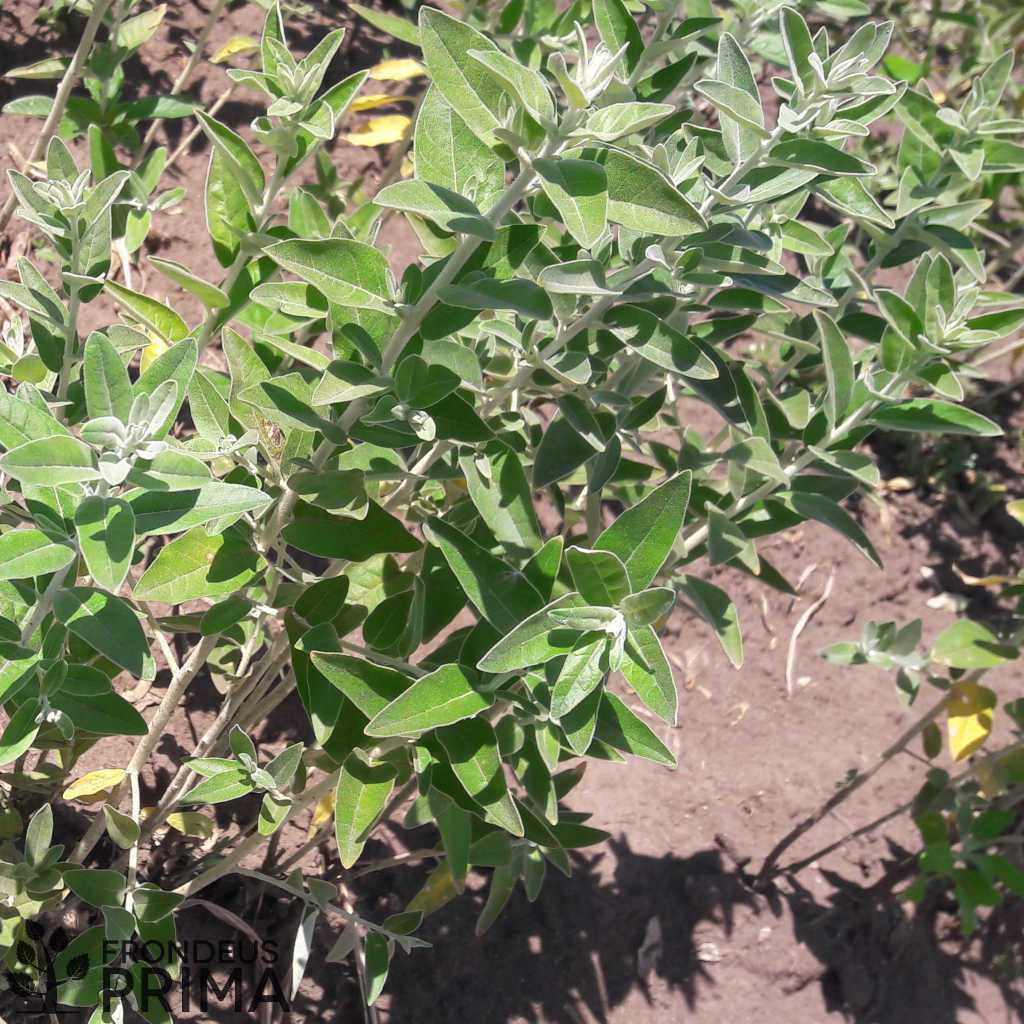 Ezüstfa - HATVANI CSEMETEKERT